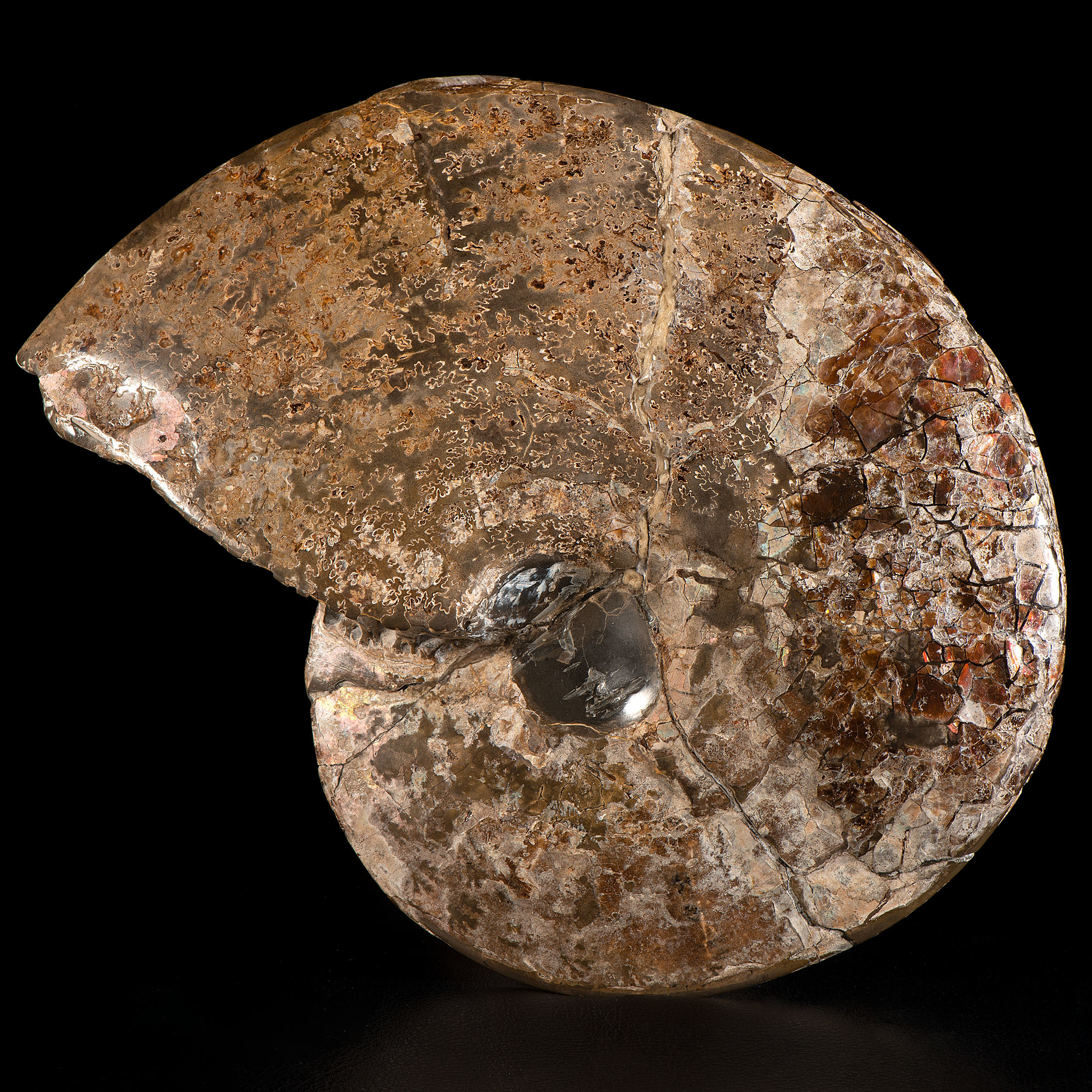 A Large Colorful Ammonite | Barnebys